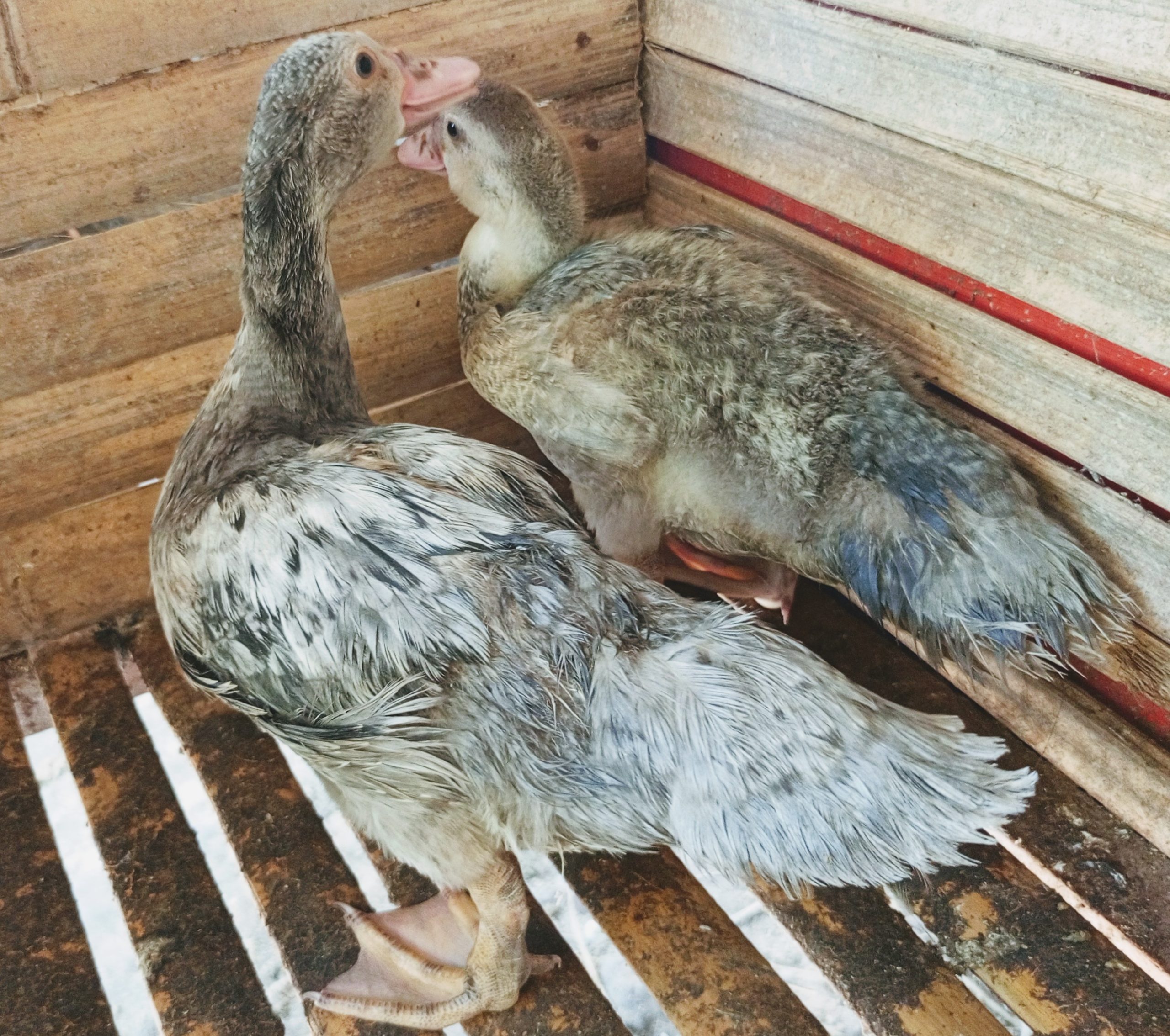 Bebek Rambon, Si Primadona Baru: Warna Eksotis dan Harga Selangit ...